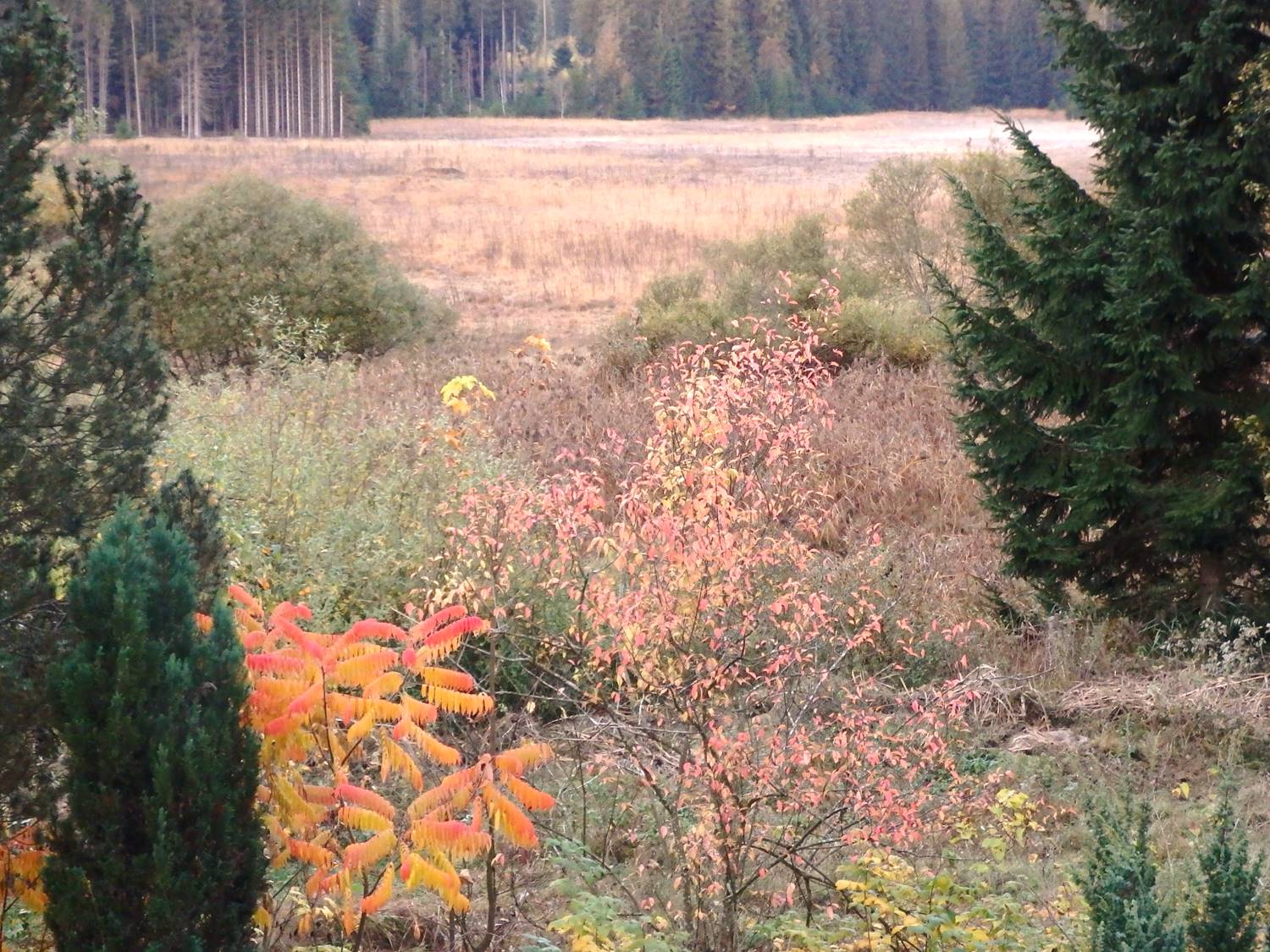 Gratitude, Grace and a Month of Self-Reflection • Naikan
